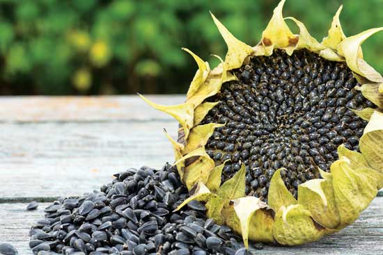 Saving Culturally Significant Seeds – Mother Earth News